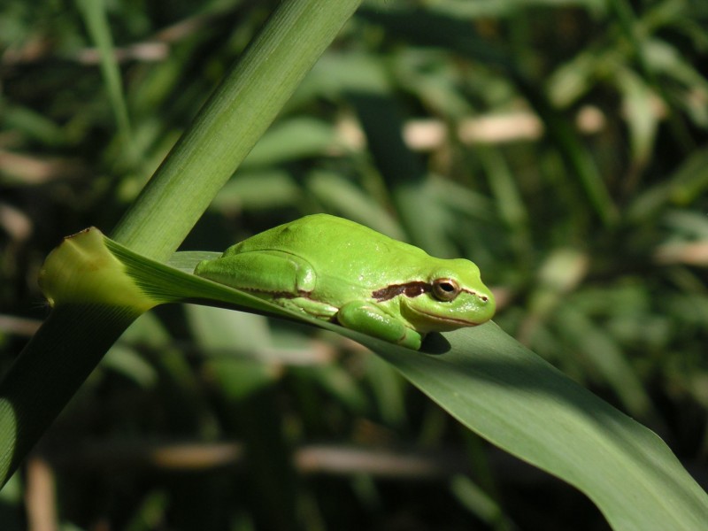 Relas – Piscinas Biológicas